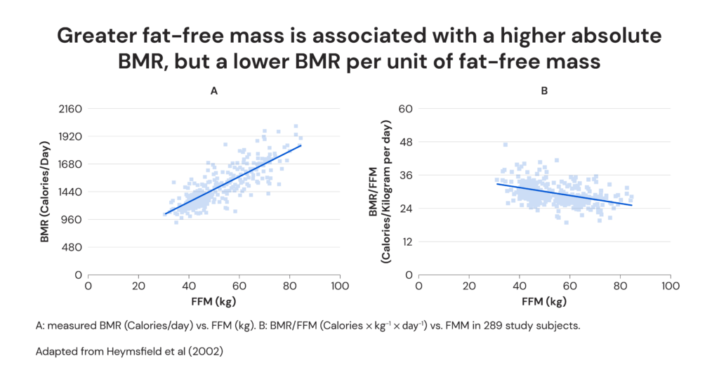 What Determines Your Basal Metabolic Rate? - MacroFactor