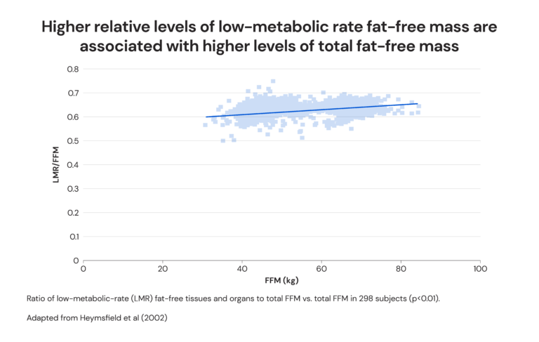 What Determines Your Basal Metabolic Rate? - MacroFactor