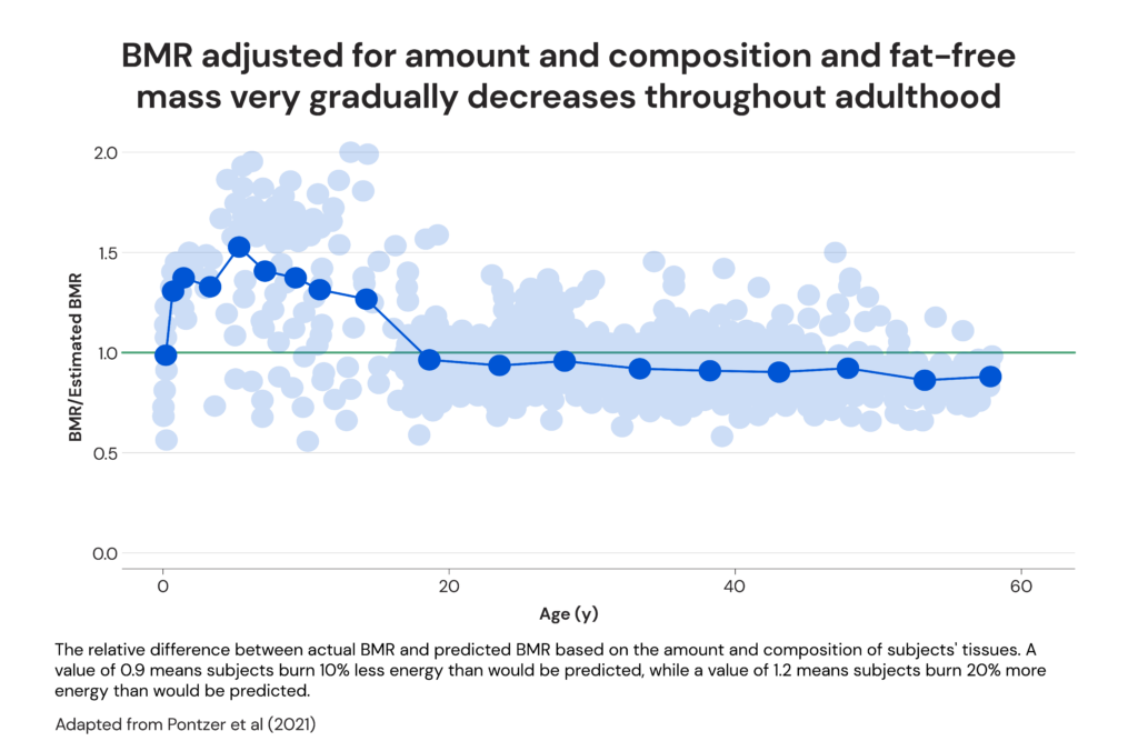 Does Your Metabolism Slow Down With Age? - MacroFactor