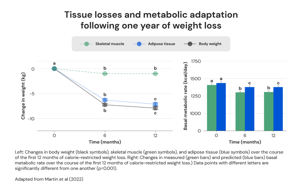 How Weight Loss Affects BMR - MacroFactor