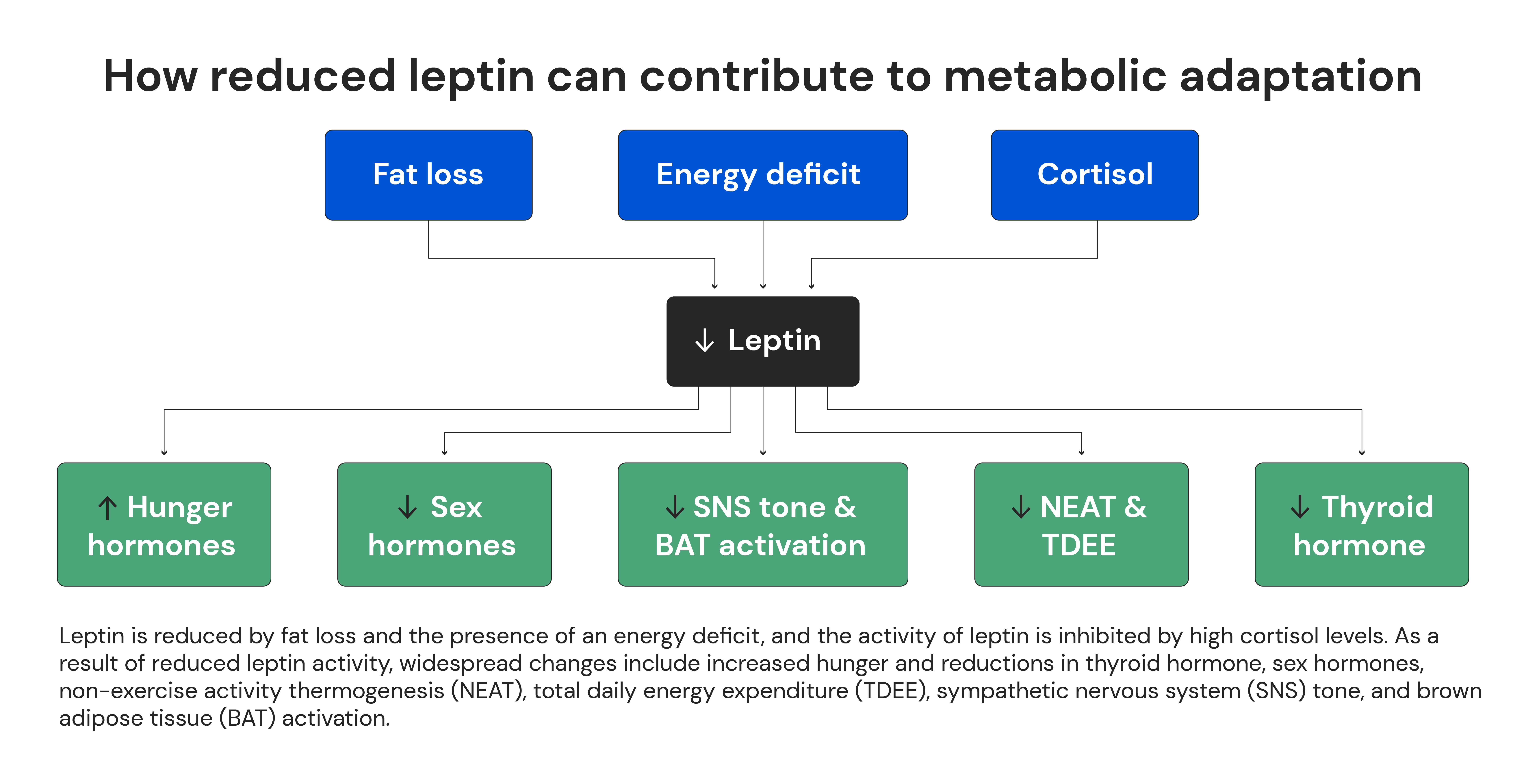 How Weight Loss Affects BMR - MacroFactor